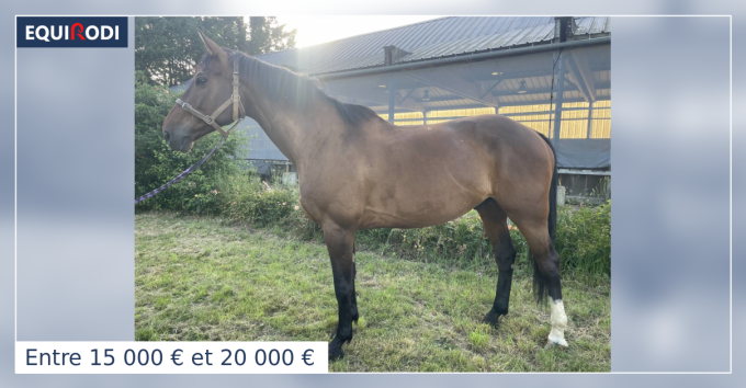 Hongre de 11 ans pour CSO (1006303) | Acheter ce cheval | Equirodi France