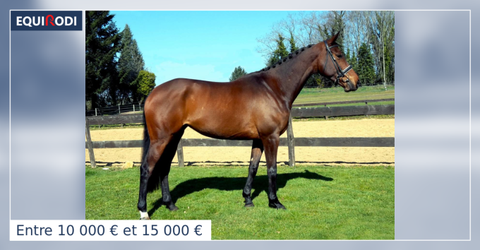 Superbe Jument KWPN (785391) | Acheter ce cheval | Equirodi France