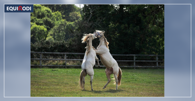 Haras des Sylves - Elevage de chevaux ibériques / sport (808677 ...