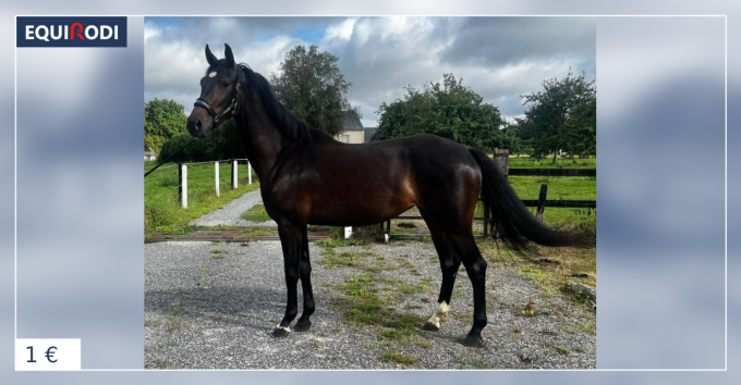 Plusieurs chevaux a vendre contactez nous (824548) | Acheter ce cheval ...