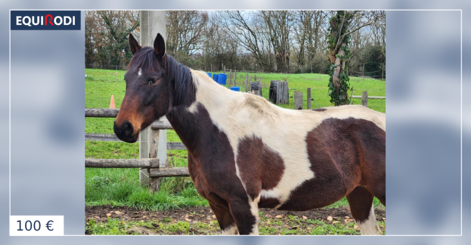 demi pension (873696) | Acheter ce cheval | Equirodi France