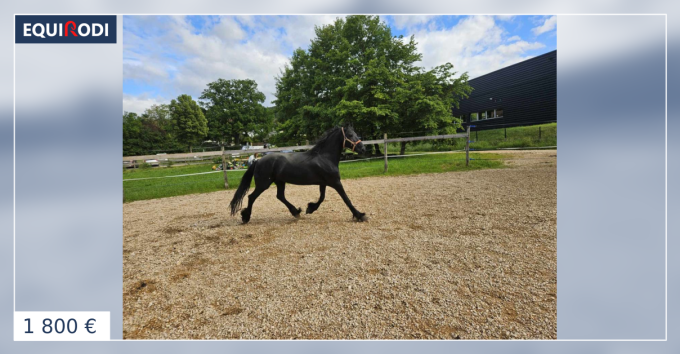 Jument arabo-frison (874901) | Acheter ce cheval | Equirodi France