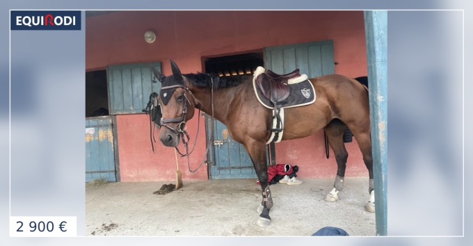 Selle CWD Mademoiselle 2Gs (913240) | Acheter cette selle d'occasion ...