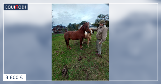 Jument Alezane BAISSE DE PRIX! (940817) | Acheter ce cheval | Equirodi ...
