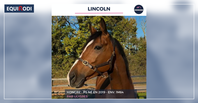 LINCOLN - PS - 7 ANS (949192) | Acheter ce cheval | Equirodi France