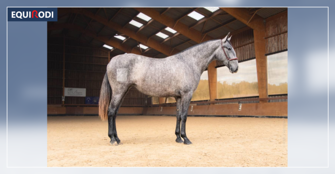 Oléa de Trujillo : L’Excellence du Pure Race Espagnol (949221) | Acheter ce cheval | Equirodi France