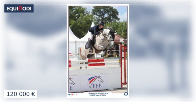 A VENDRE PONEY DE SPORT FADO D'HURL'VENT (952191) | Acheter ce poney ...