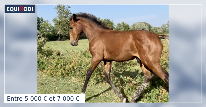 Poulain pp lusitanien (954203) | Acheter ce cheval | Equirodi France