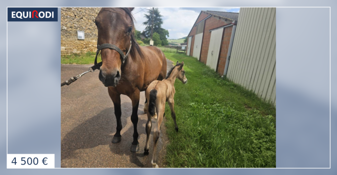 Jument Shagya (954797) | Acheter ce cheval | Equirodi France