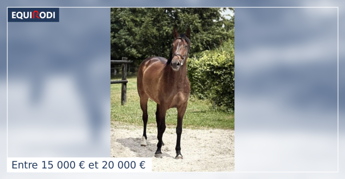 JUMENT SBS 6 ans - Jobolensky sitte x Le Tôt de Semilly (955924 ...