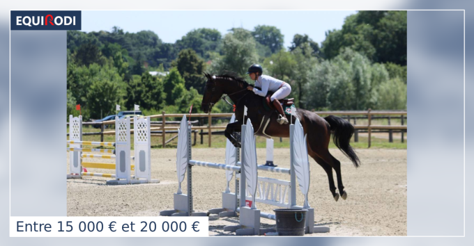 HONGRE DE 6 ANS SUPER ORIGINES DE CSO (956656) | Acheter ce cheval ...