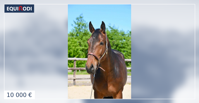 Hongre de 4 ans (957531) | Acheter ce cheval | Equirodi France