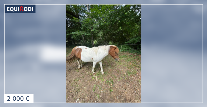 poney shetland (957707) | Acheter ce poney | Equirodi France