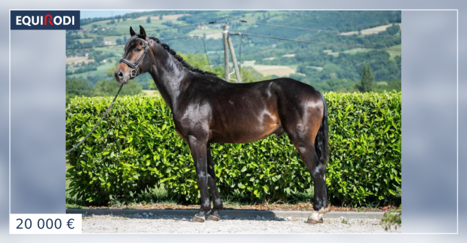 Vends talentueux cheval de dressage (958682) | Acheter ce cheval ...