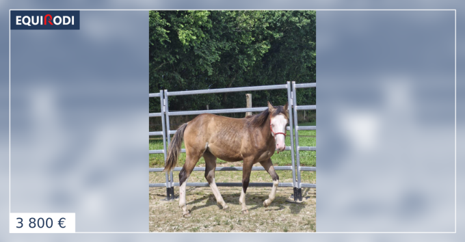 Male paint horse (960169) | Acheter ce cheval | Equirodi France