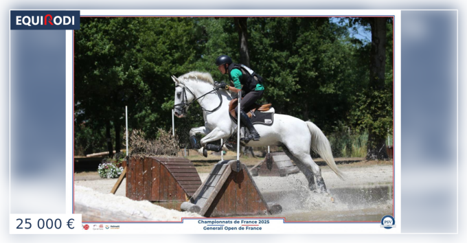Poney D cce performant as 2 (960940) | Acheter ce poney | Equirodi France