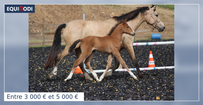 Poulain PRE PP (961059) | Acheter ce cheval | Equirodi France