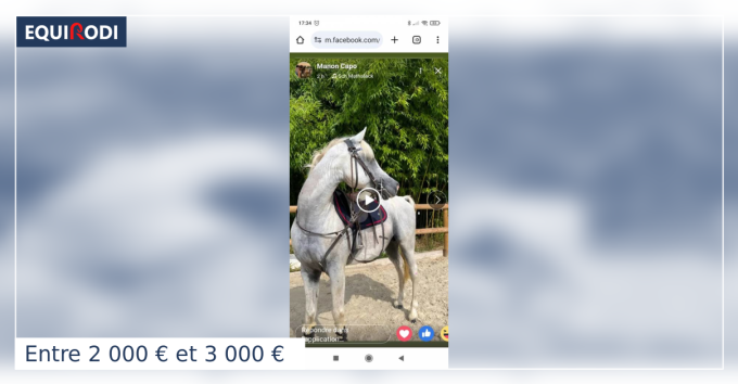 Arabe (961342) | Acheter ce cheval | Equirodi France
