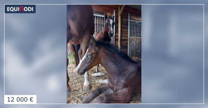 MG NIGHT LONE GUNS FRIENDLY FOAL (961382) | Acheter ce cheval | Equirodi France
