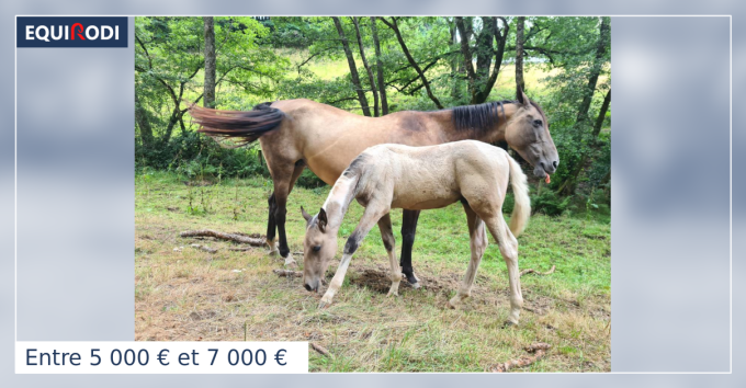 Poulain AES pie Isabelle (962737) | Acheter ce cheval | Equirodi France