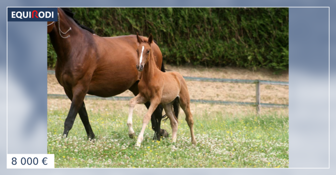 Poulains sport SF par Candy de Nantuel (963121) | Acheter ce cheval ...