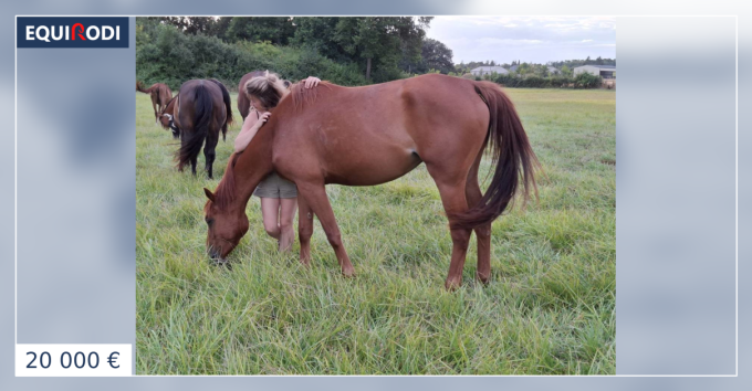 Jument SF, 3ans, Mylord Carthago ? (964492) | Acheter ce cheval ...