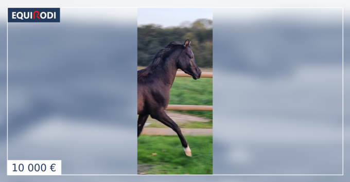 PUR SANG ARABE NOIR (966209) | Acheter ce cheval | Equirodi France