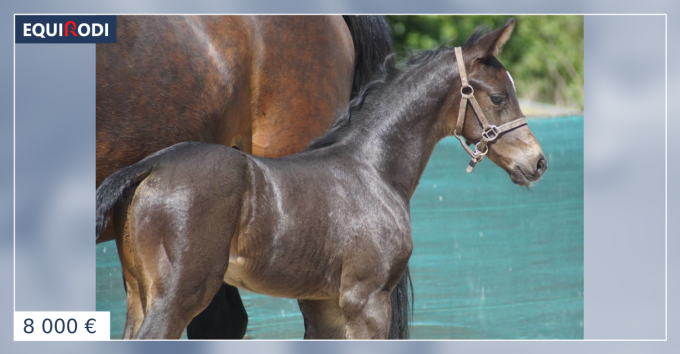 Foal mâle 2025 Selle Français Dressage par Be sure (967217) | Acheter ...