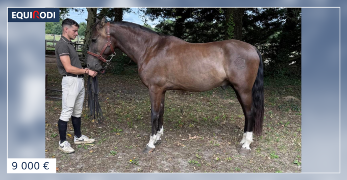 Cheval espagnol (967411) | Acheter ce cheval | Equirodi France