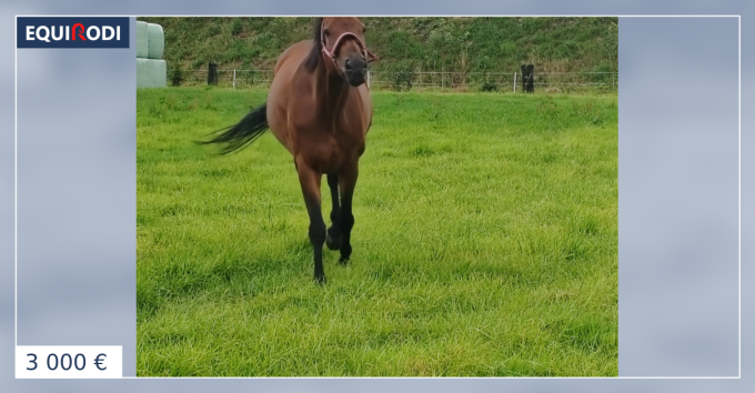 Jolie jument 15 ans (969171) | Acheter ce cheval | Equirodi France