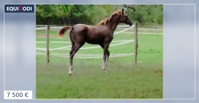 magnifique pouliche (969385) | Acheter ce cheval | Equirodi France