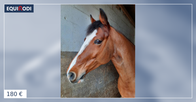 DP Poney D (969881) | Acheter ce poney | Equirodi France