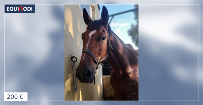 Demi-pension (38) - Cheval gentil et polyvalent (974846) | Acheter ce ...