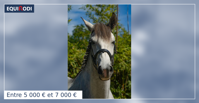 Jument pre pp 5 ans (975004) | Acheter ce cheval | Equirodi France