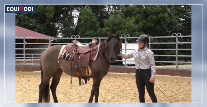 KALA - Quarter Horse Grullo (975739) | Acheter ce cheval | Equirodi France