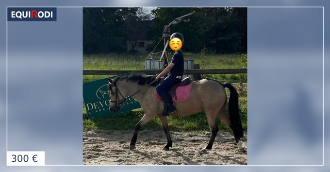 DP PONEY B Welsh Cso (976516) | Acheter ce poney | Equirodi France