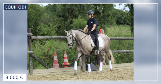 Lusitanien 5 ans (976771) | Acheter ce cheval | Equirodi France