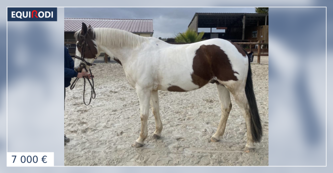 Poney D (979803) | Acheter ce poney | Equirodi France