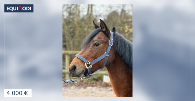 Ponette b 127cm pp prenant 6 ans (980204) | Acheter ce poney | Equirodi ...