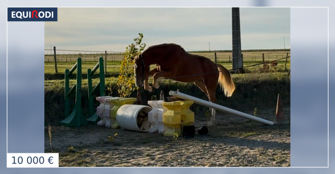 Poulain 2 ans par Itoki & Calvaro (980414) | Acheter ce cheval ...