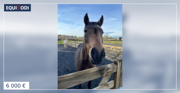 Poney D (984370) | Acheter ce poney | Equirodi France