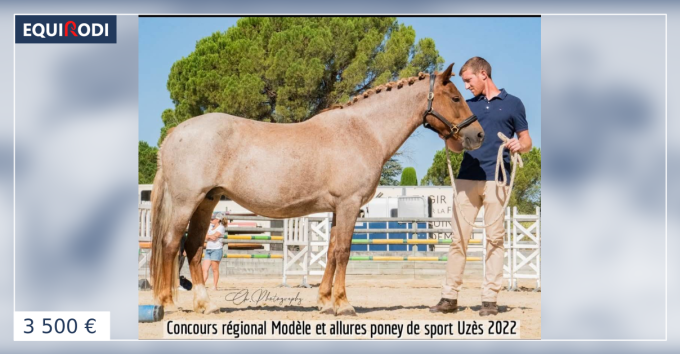 Poulinière NF Aubere (985414) | Acheter ce poney | Equirodi France