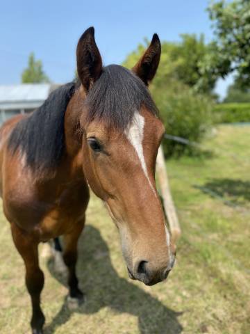 Chevaux de trait à vendre | Equirodi France