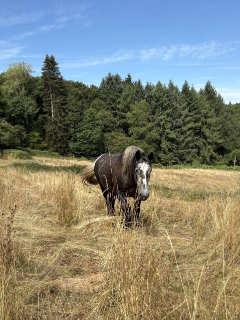 Percheron à vendre | Achat/Vente Chevaux Percheron | Equirodi France