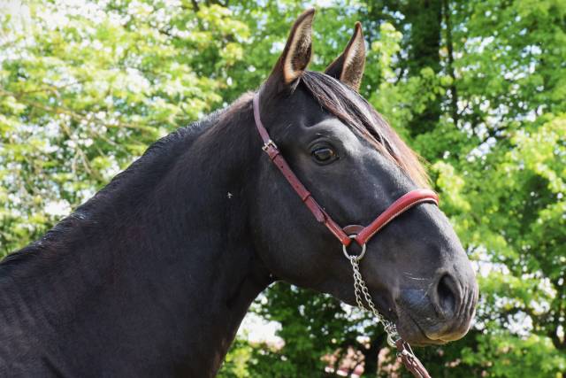 Annonces chevaux à Vendre, Acheter un Cheval | Equirodi France