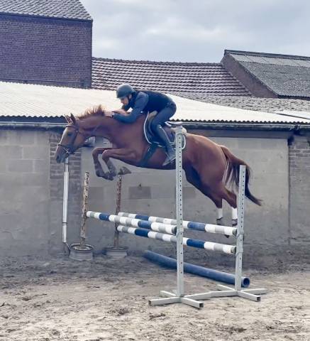Chevaux de sport CSO (Saut d'Obstacle) à vendre | Equirodi France