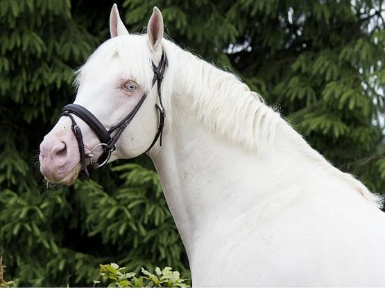 Ter Dekking: McJonnas Warmbloed Cremello (171538) | Inseminatie ...