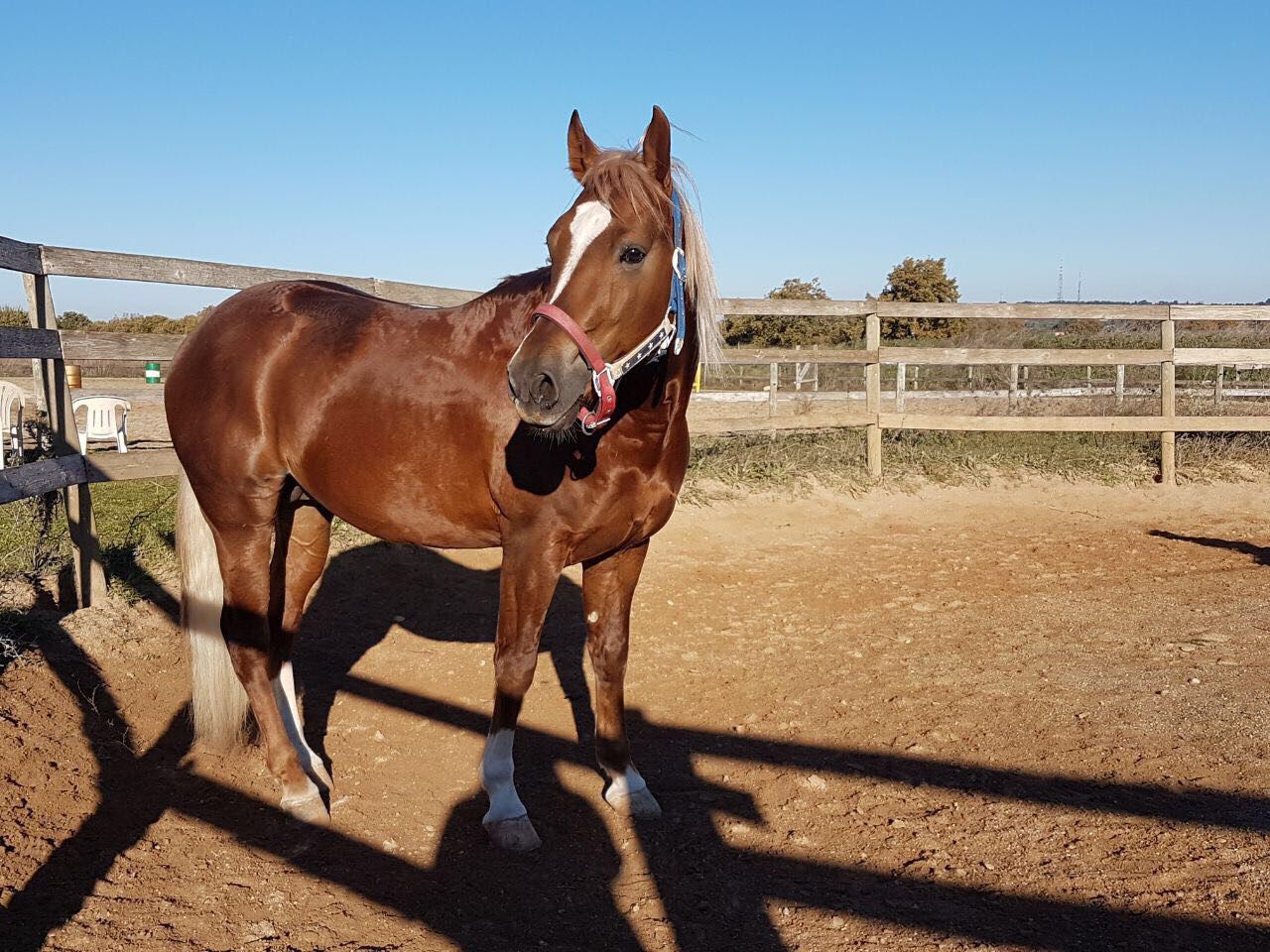 Cavallo stallone quarter horse (378941) | Monte Stallone | Equirodi Italia