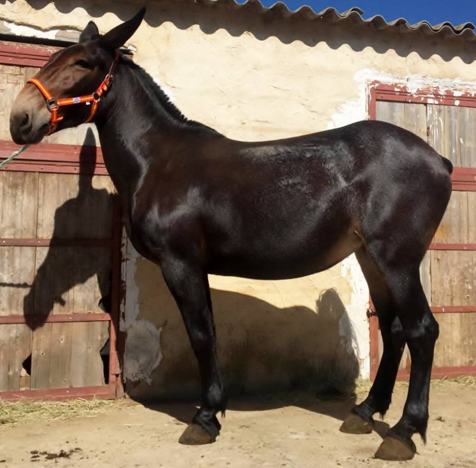 MULES DE QUALITÉ À PARTIR DE 4000€ (597446) | Acheter ce cheval ... MULES DE QUALITÉ À PARTIR DE 4000€ (597446) | Acheter ce cheval ...
