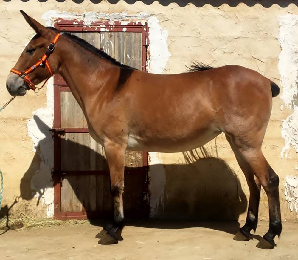 MULES DE QUALITÉ À PARTIR DE 4000€ (597446) | Acheter ce cheval ... MULES DE QUALITÉ À PARTIR DE 4000€ (597446) | Acheter ce cheval ...
